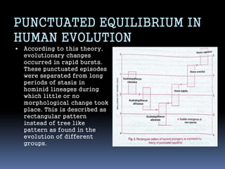 Evolution of man | PPTX