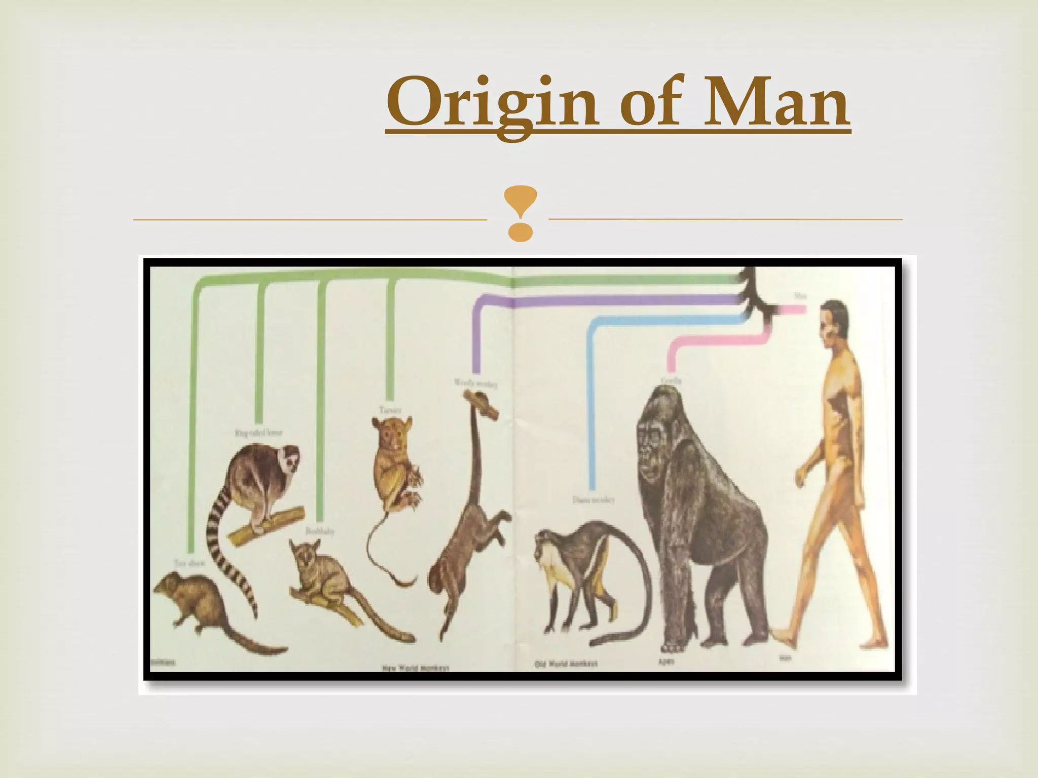 Evolution of man | PPT