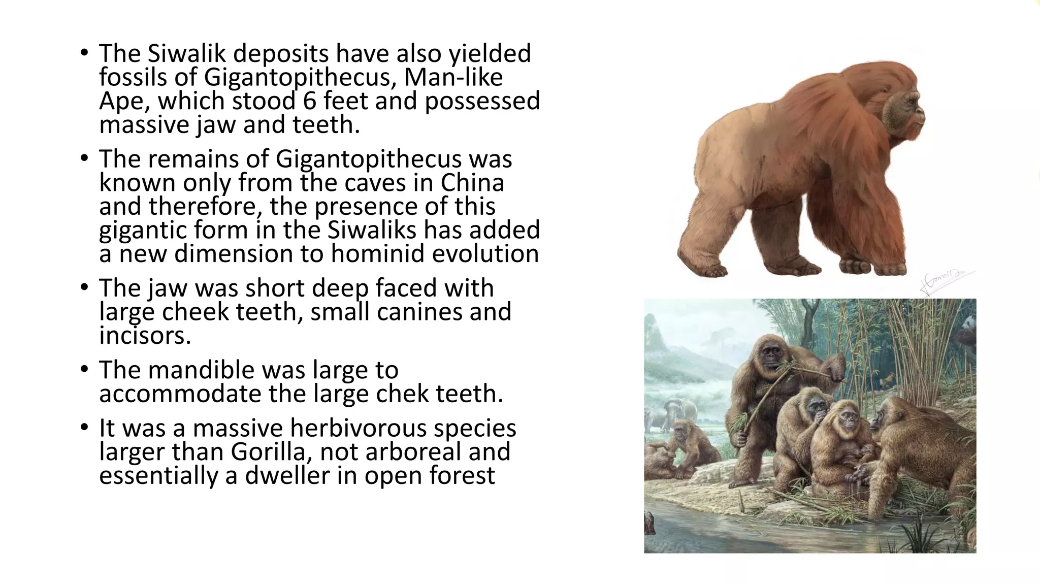 Evolution of man | PDF