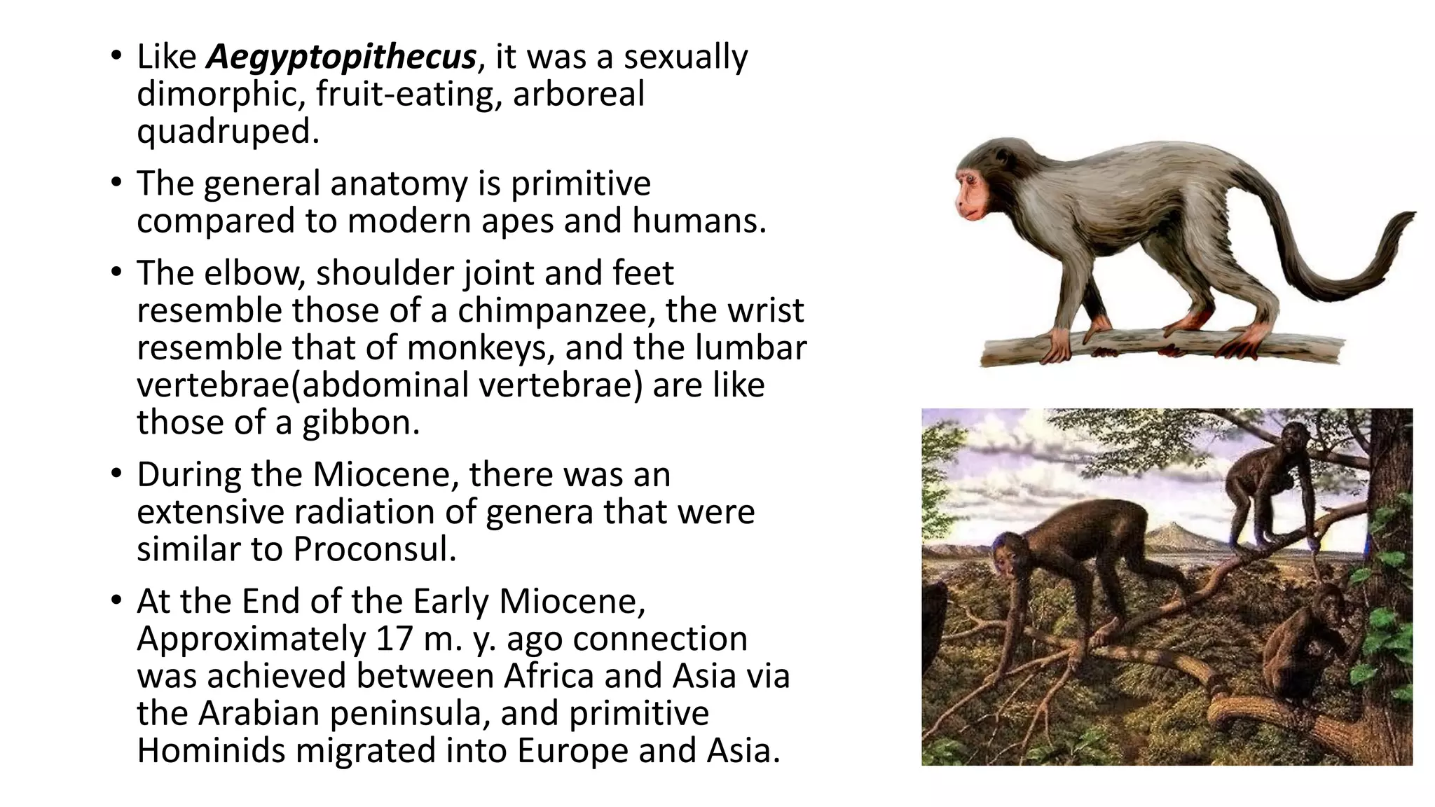 Evolution of man | PDF