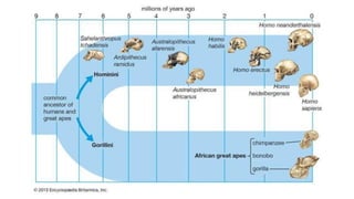 Evolution of man | PDF