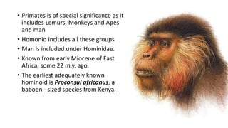 Evolution of man | PDF