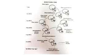 Evolution of man | PDF