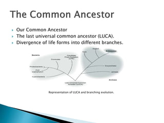 evolution of man darwin theory in detail.pptx