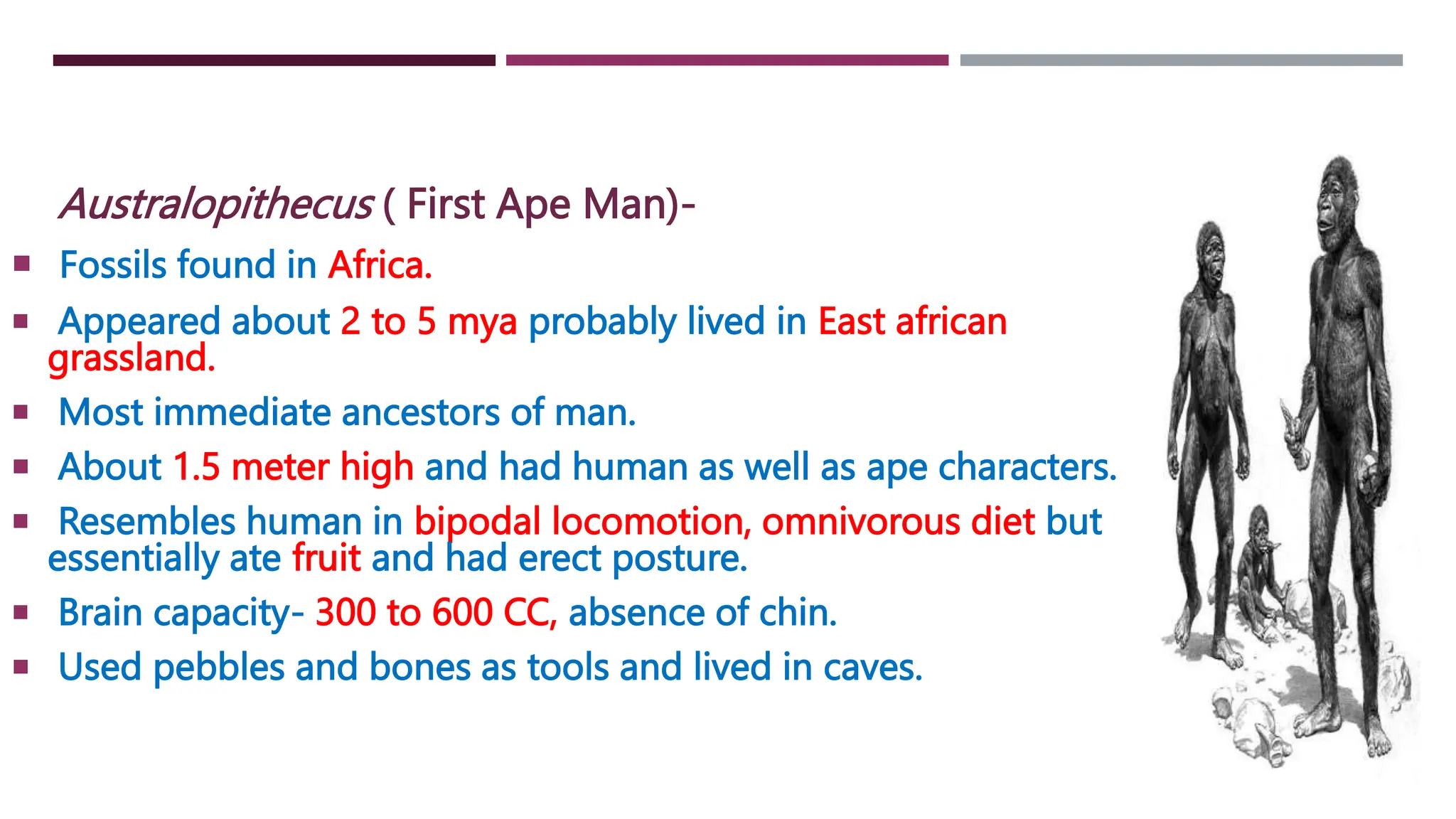 Evolution of man by Sana Bi Ansari M.Sc. I year.pptx