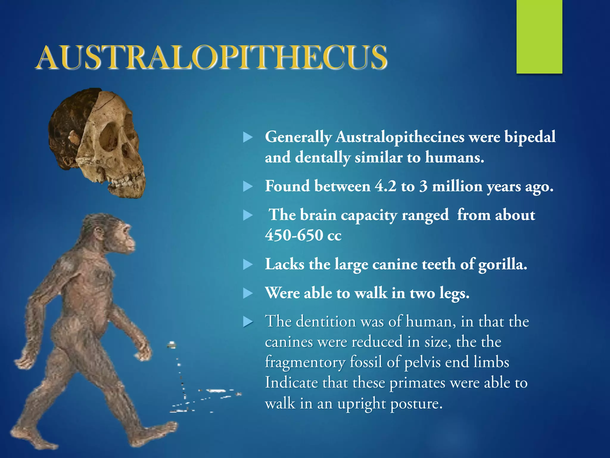 Evolution of man(palaeontological evidence) | PDF