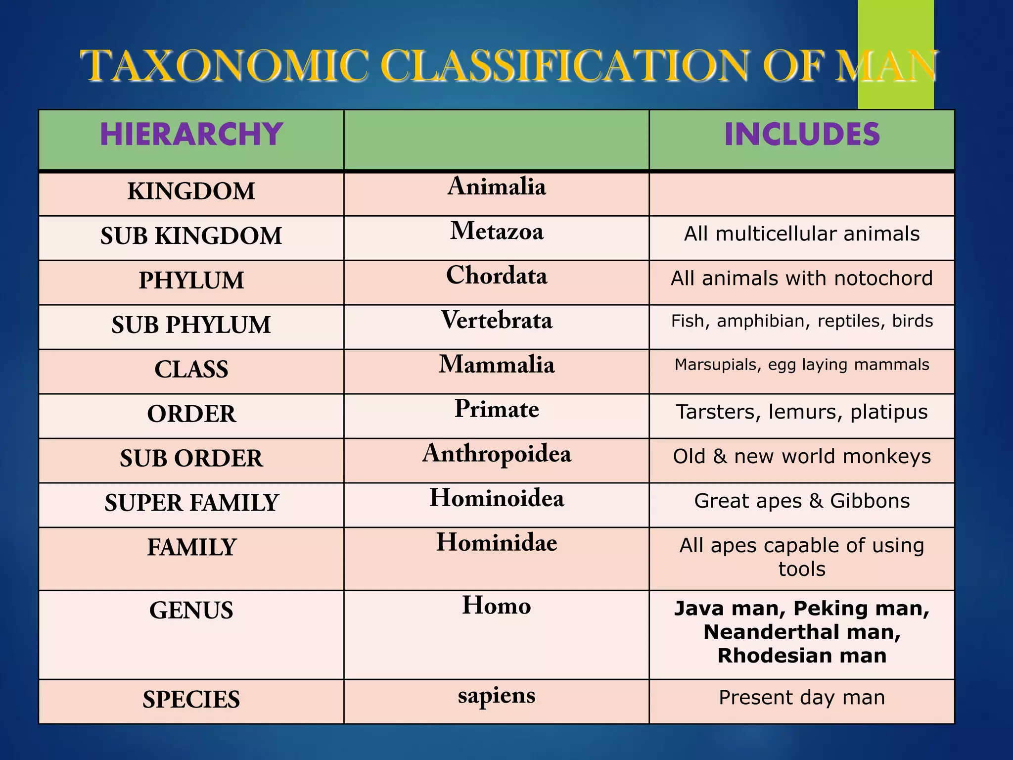 Evolution of man(palaeontological evidence) | PDF