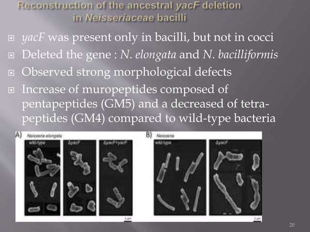 Evolution of Pathogens | PPTX | Genetics | Science