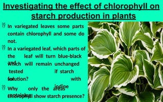 Evolution of Photosynthesis Equation (Chlorophyll) (1).pptx