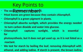 Evolution of Photosynthesis Equation (Chlorophyll) (1).pptx