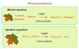 Evolution of Photosynthesis Equation (Chlorophyll) (1).pptx