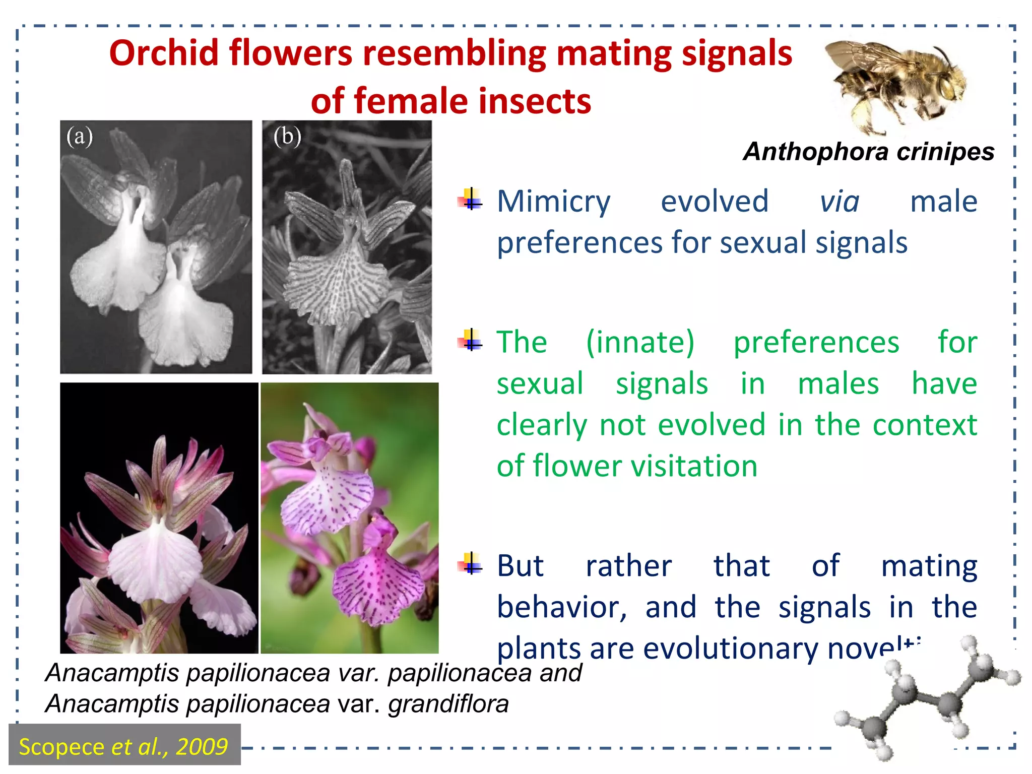 Evolution of plant animal interaction via receiver bias | PPT