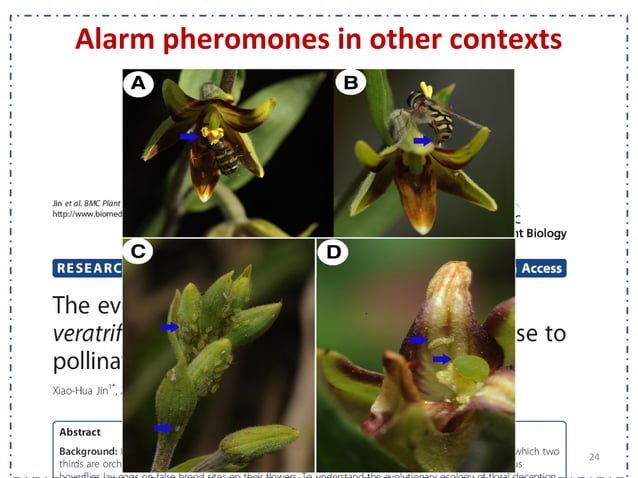 Evolution of plant animal interaction via receiver bias | PPT