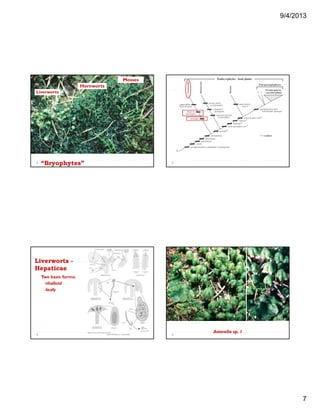 Evolution of plants and non vascular | PDF
