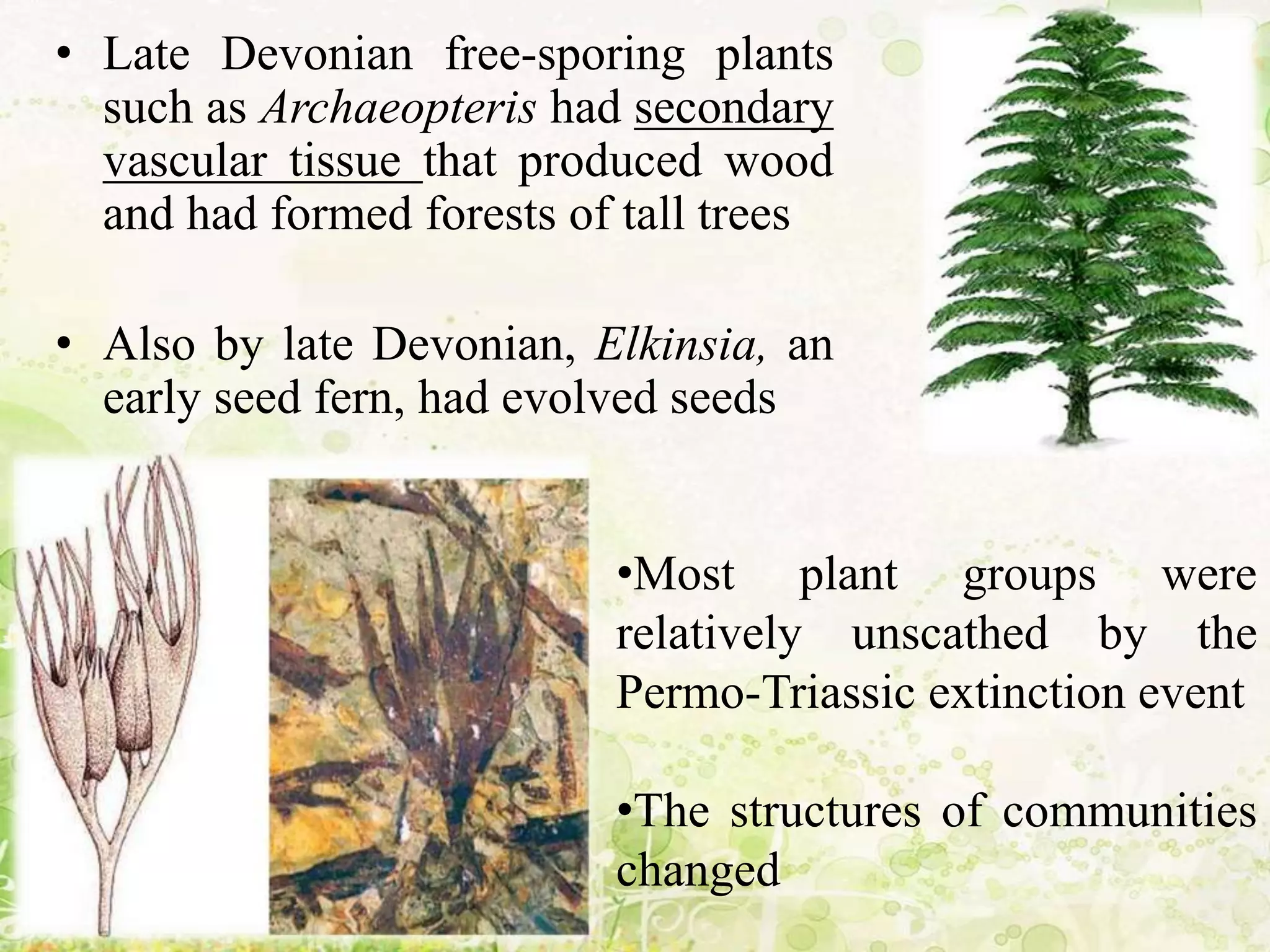Evolution of plants through different geological time scale | PPTX