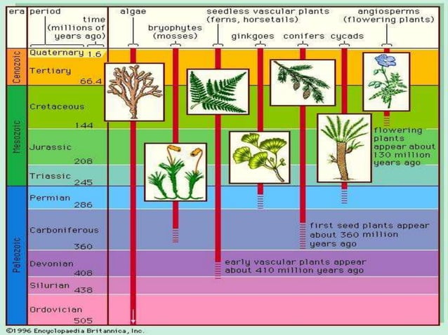 Evolution of plants through different geological time scale | PPTX ...