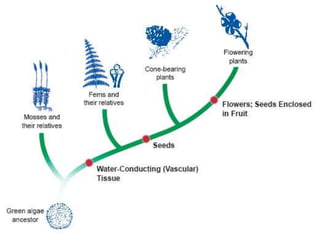 Evolution of plants through different geological time scale | PPTX