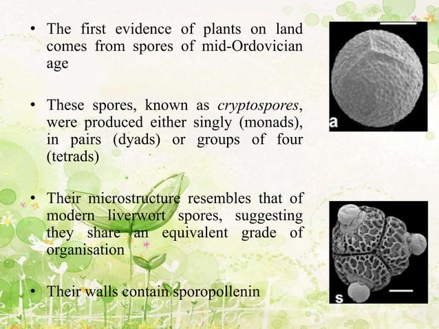 Evolution of plants through different geological time scale | PPTX ...