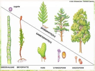 Evolution of plants through different geological time scale | PPTX