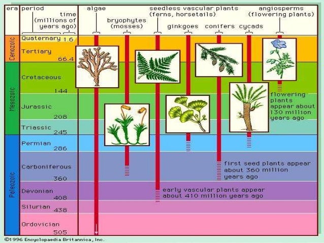 Evolution of plants through different geological time scale