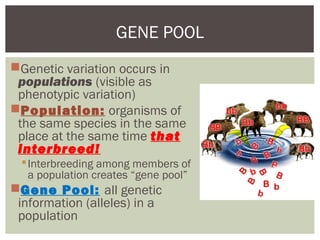 Gene Pool Evolution