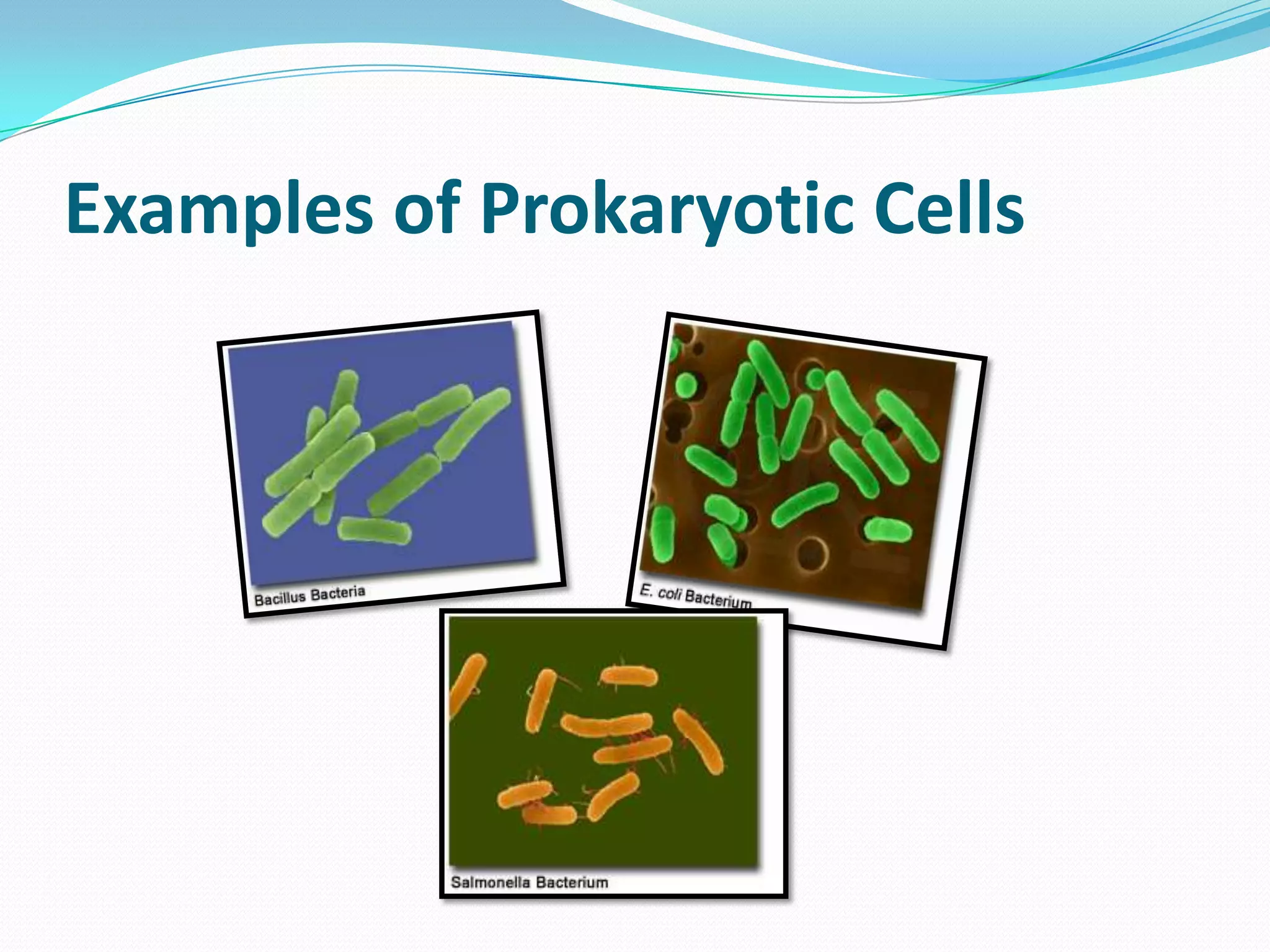 Evolution of prokaryotic and eukaryotic cells | PPTX