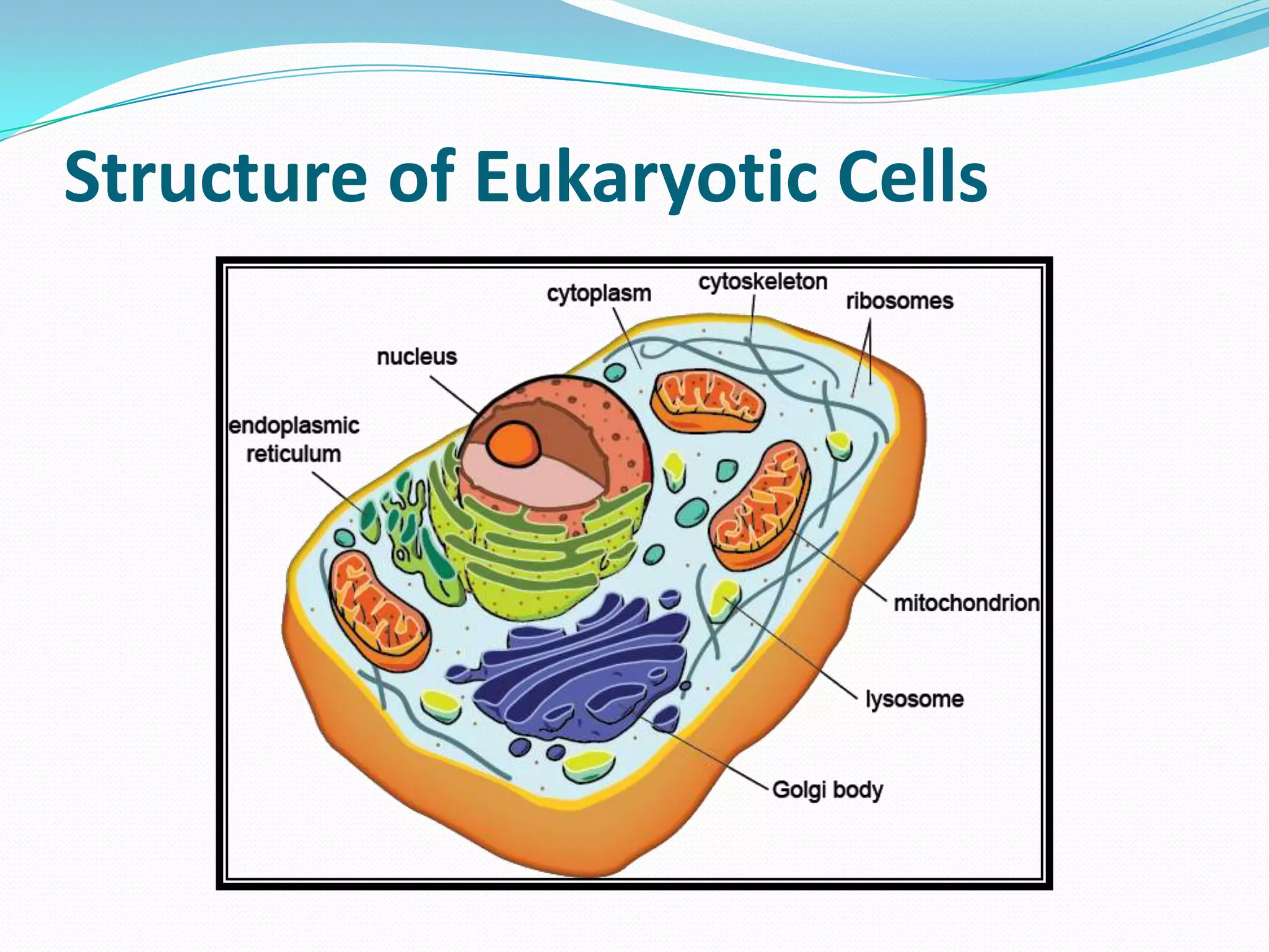 Evolution of prokaryotic and eukaryotic cells | PPTX