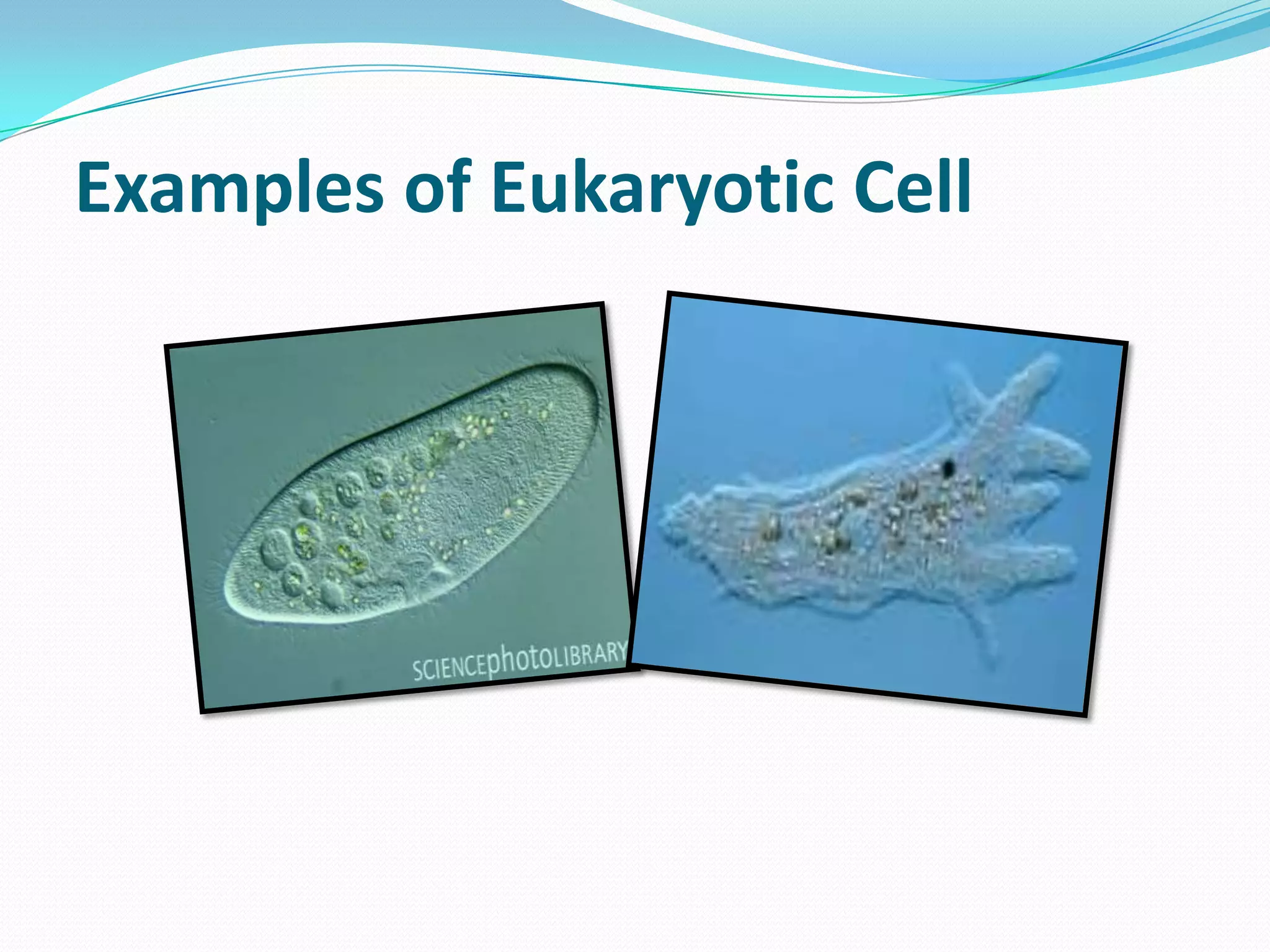 Evolution of prokaryotic and eukaryotic cells | PPTX