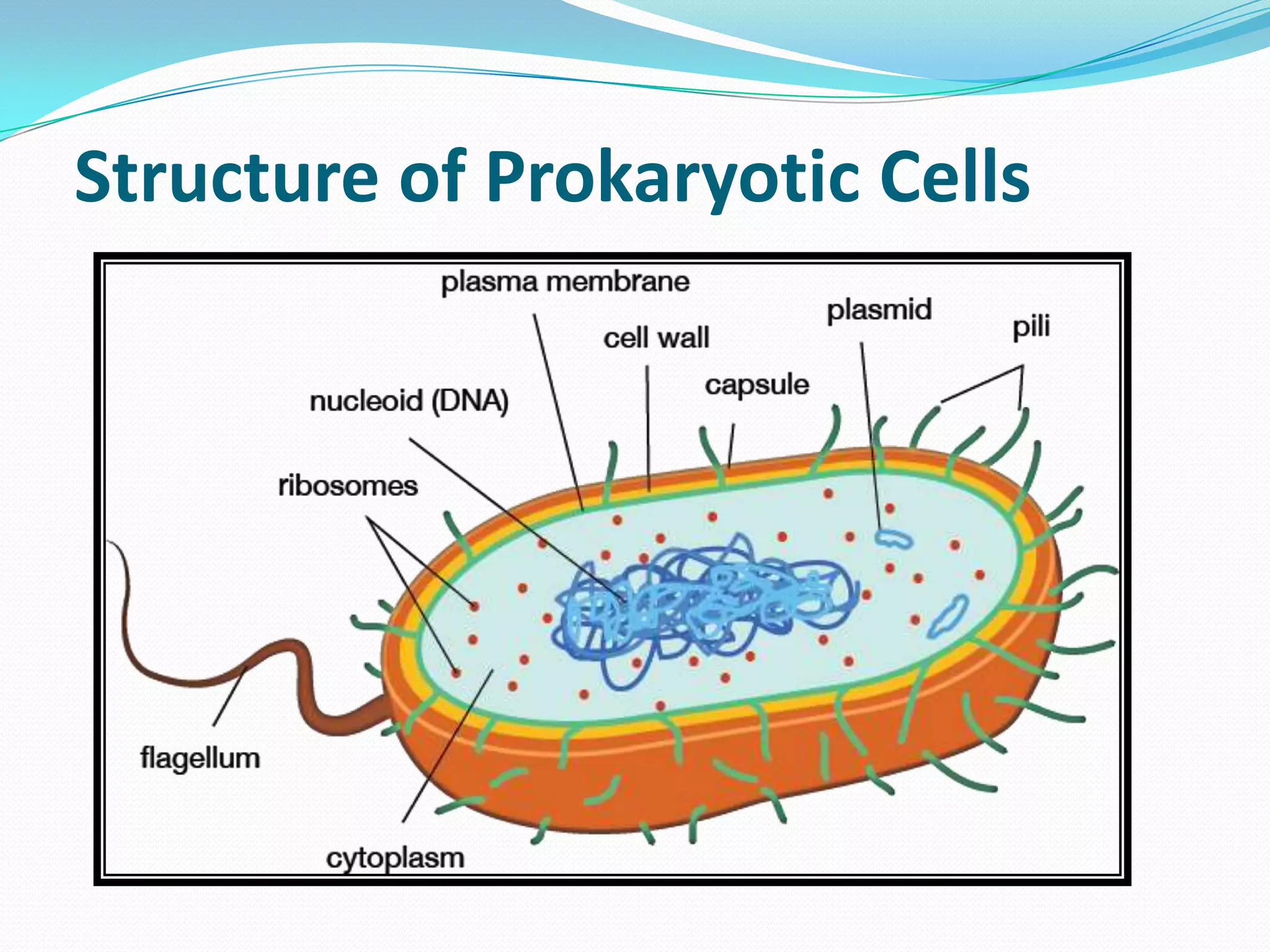 Evolution of prokaryotic and eukaryotic cells | PPTX