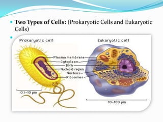 Evolution of prokaryotic and eukaryotic cells | PPTX