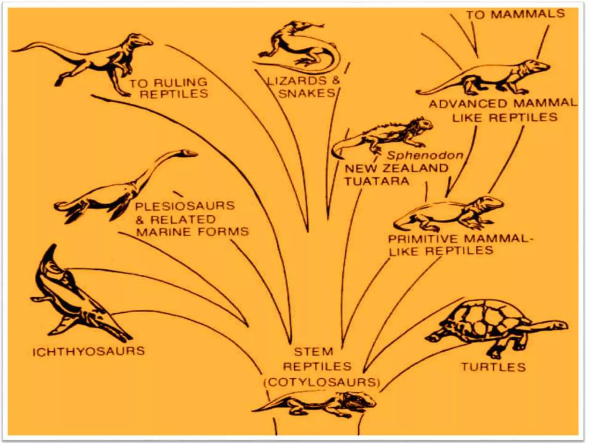 Evolution of reptiles | PPTX