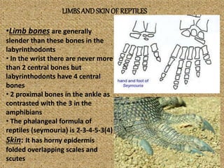 Evolution of reptiles | PPTX