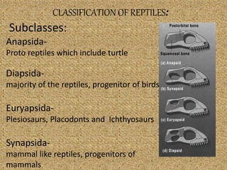 Evolution of reptiles | PPTX