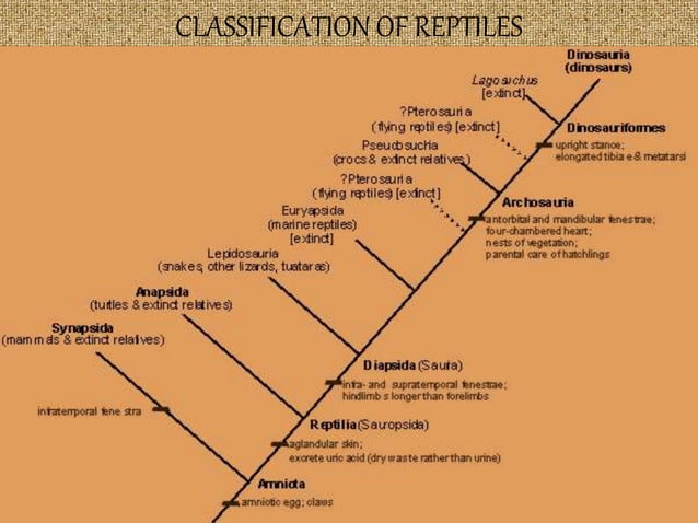Evolution of reptiles | PPTX | Geology | Science