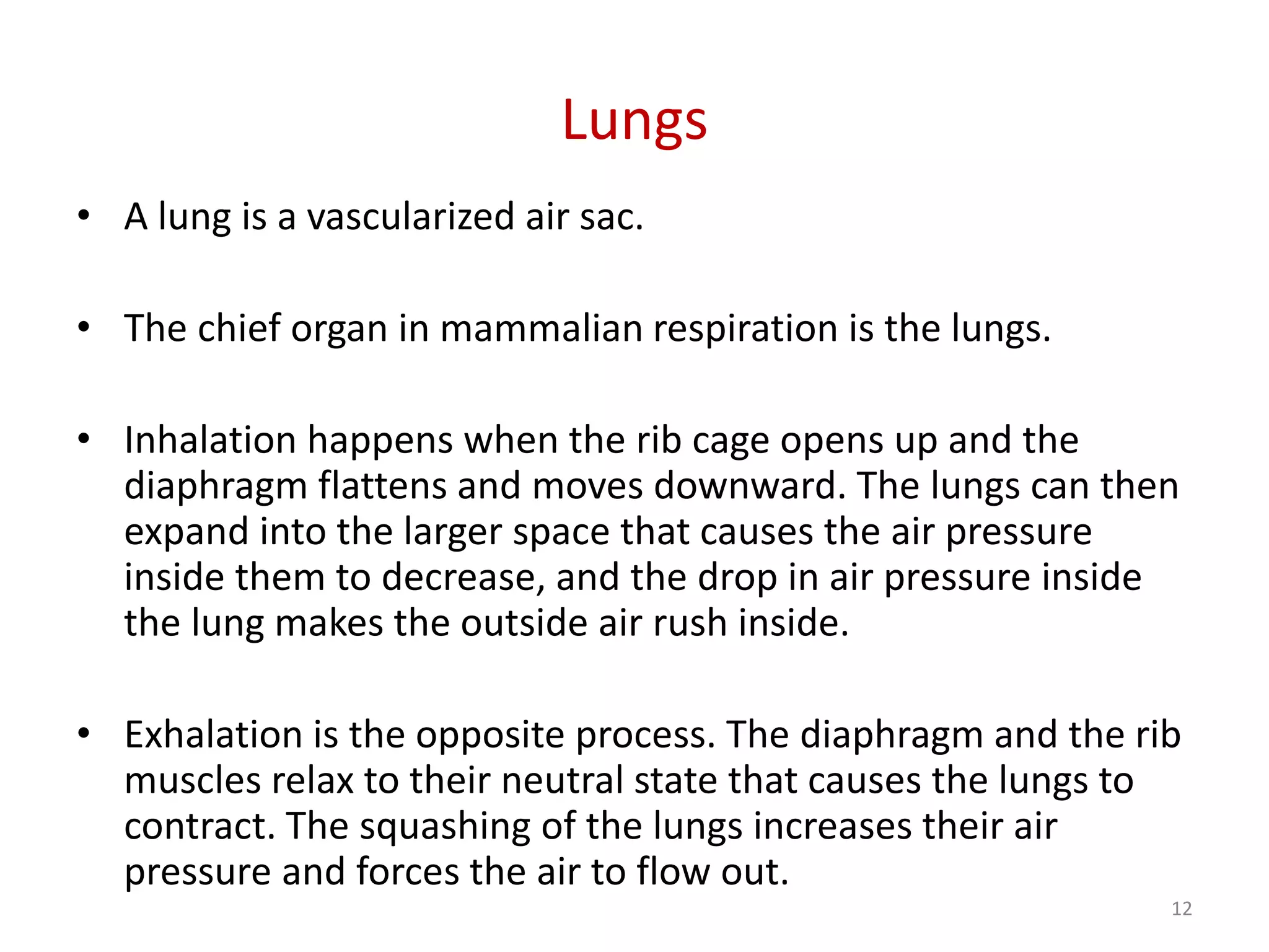 EVOLUTION OF RESPIRATORY SYSTEM | PPTX