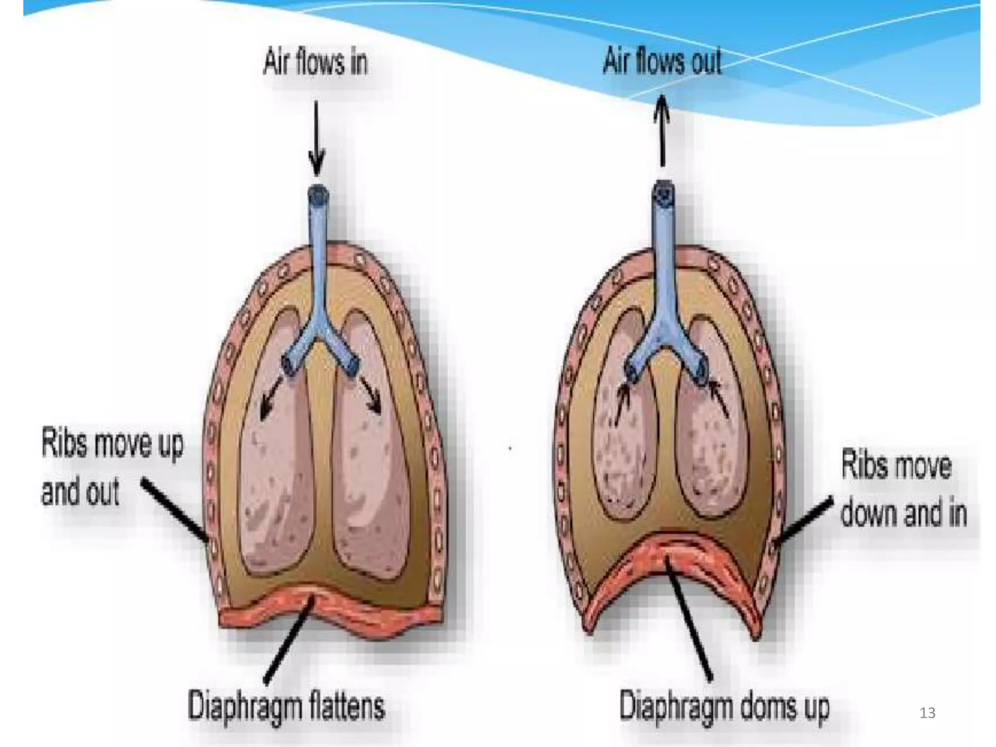EVOLUTION OF RESPIRATORY SYSTEM | PPTX