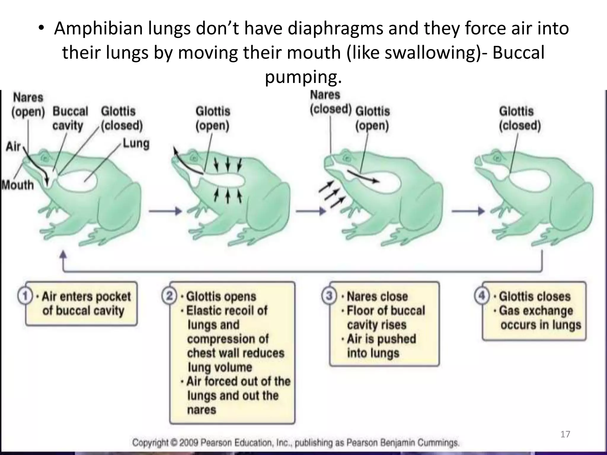 EVOLUTION OF RESPIRATORY SYSTEM | PPTX