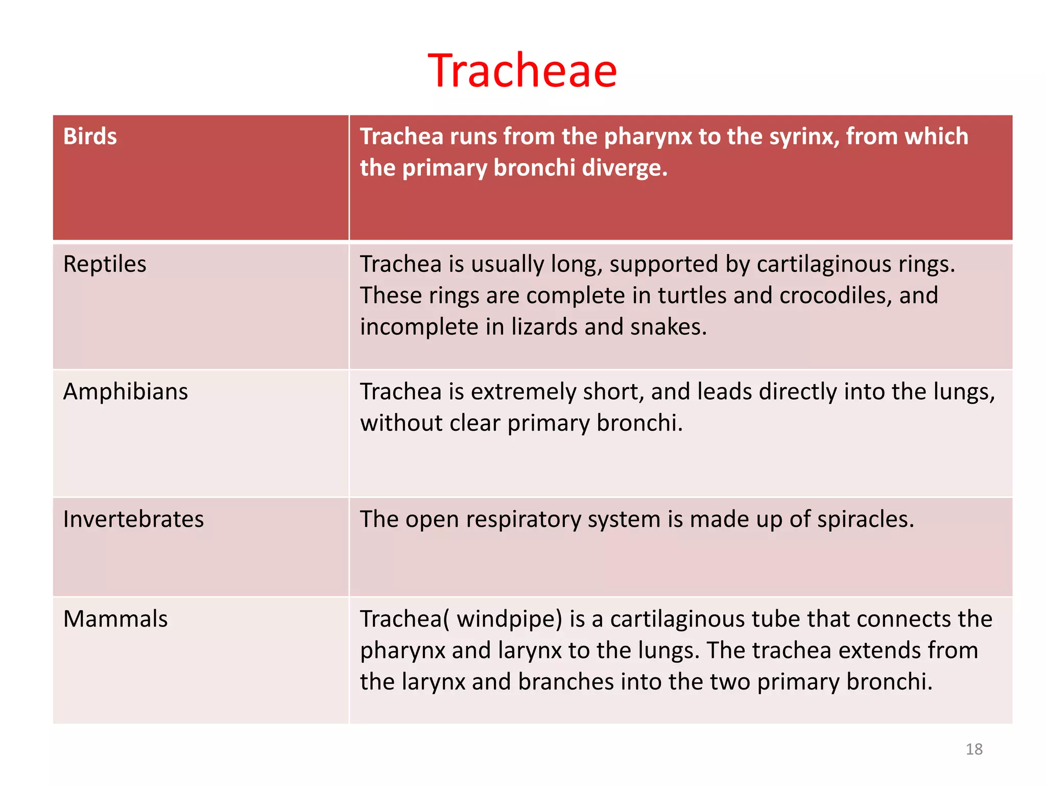 EVOLUTION OF RESPIRATORY SYSTEM | PPTX