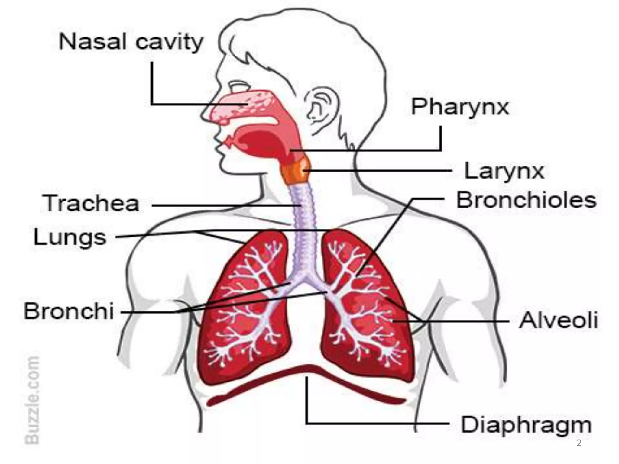 EVOLUTION OF RESPIRATORY SYSTEM | PPTX