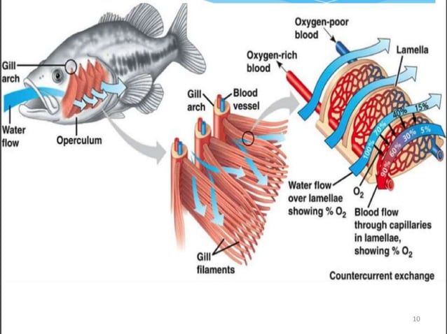 EVOLUTION OF RESPIRATORY SYSTEM | PPTX | Lung and Respiratory Health ...