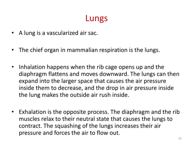 EVOLUTION OF RESPIRATORY SYSTEM | PPTX | Lung and Respiratory Health ...