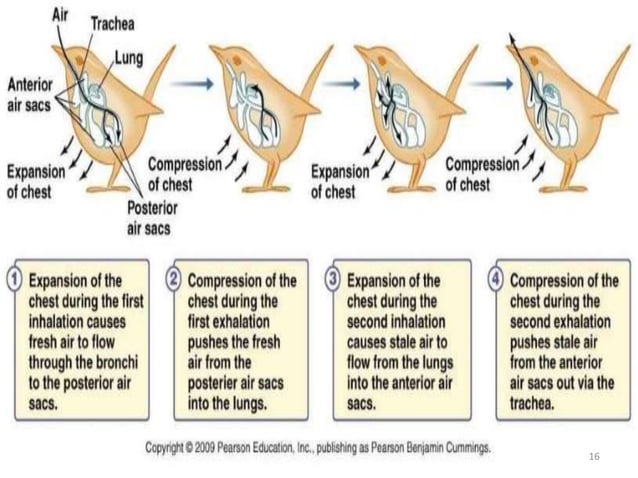 EVOLUTION OF RESPIRATORY SYSTEM | PPTX | Lung and Respiratory Health ...