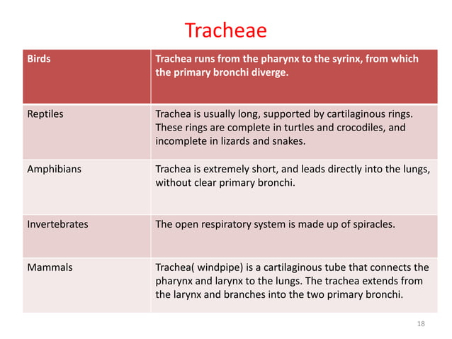 EVOLUTION OF RESPIRATORY SYSTEM | PPTX | Lung and Respiratory Health ...