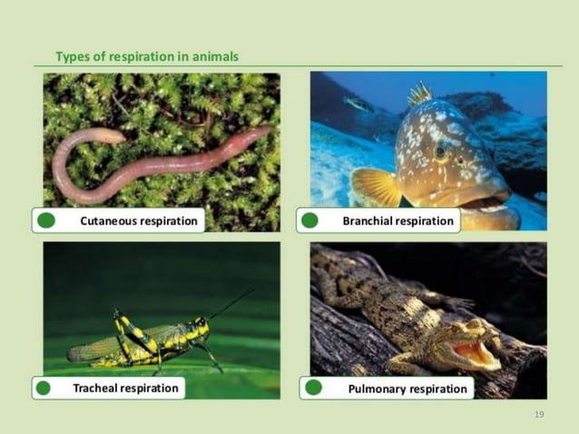 EVOLUTION OF RESPIRATORY SYSTEM | PPT