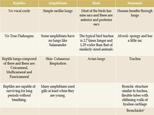 EVOLUTION OF RESPIRATORY SYSTEM | PPTX | Lung and Respiratory Health ...