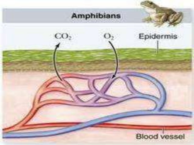 EVOLUTION OF RESPIRATORY SYSTEM | PPTX | Lung and Respiratory Health ...