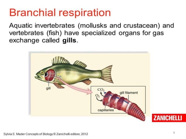 EVOLUTION OF RESPIRATORY SYSTEM | PPTX | Lung and Respiratory Health ...