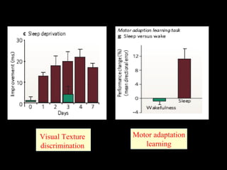 Evolution of sleep | PPT