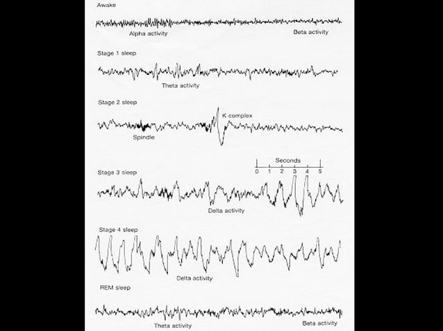 Evolution of sleep | PPT