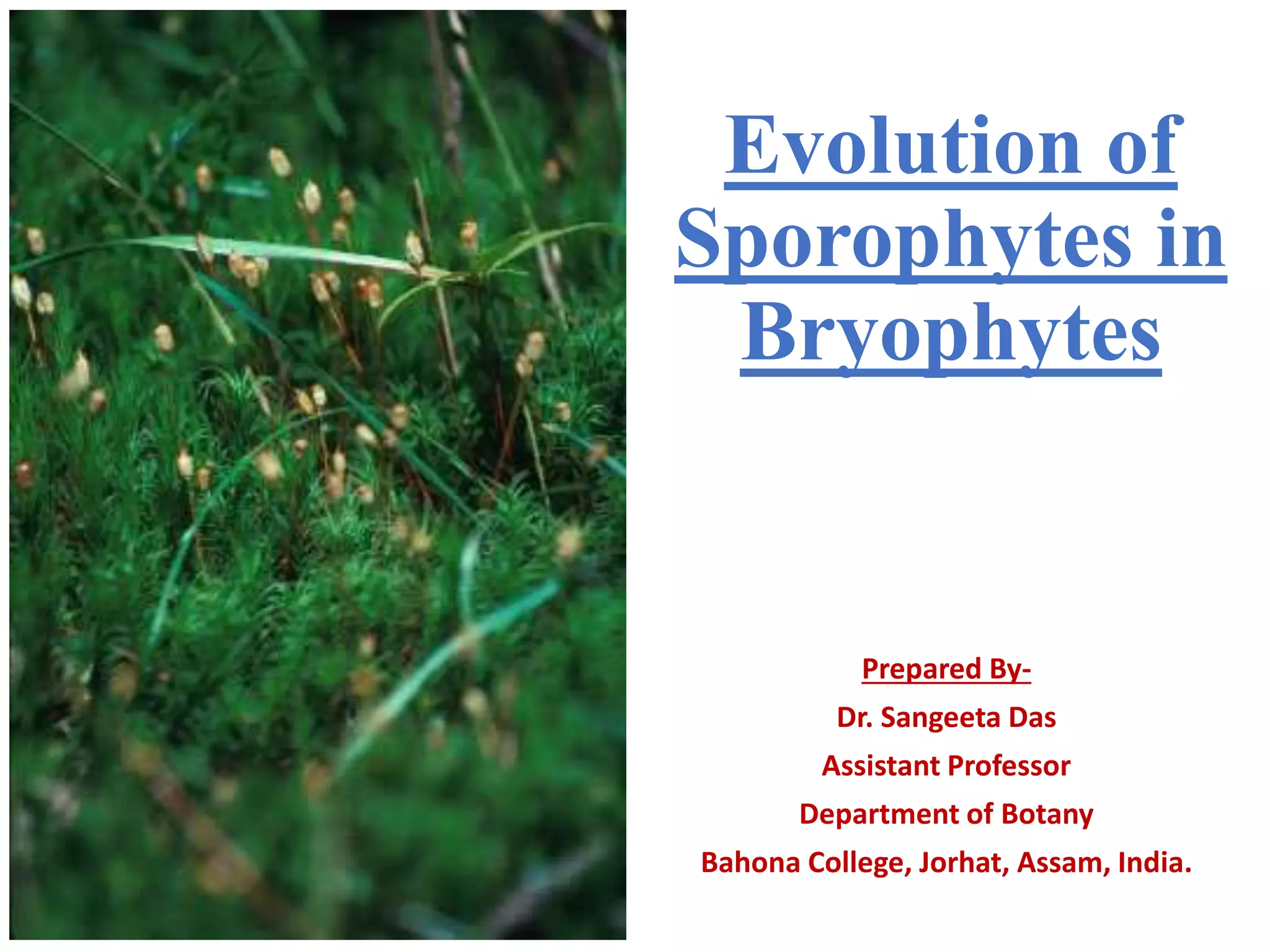 Evolution of sporophyte in bryotphytes | PPTX